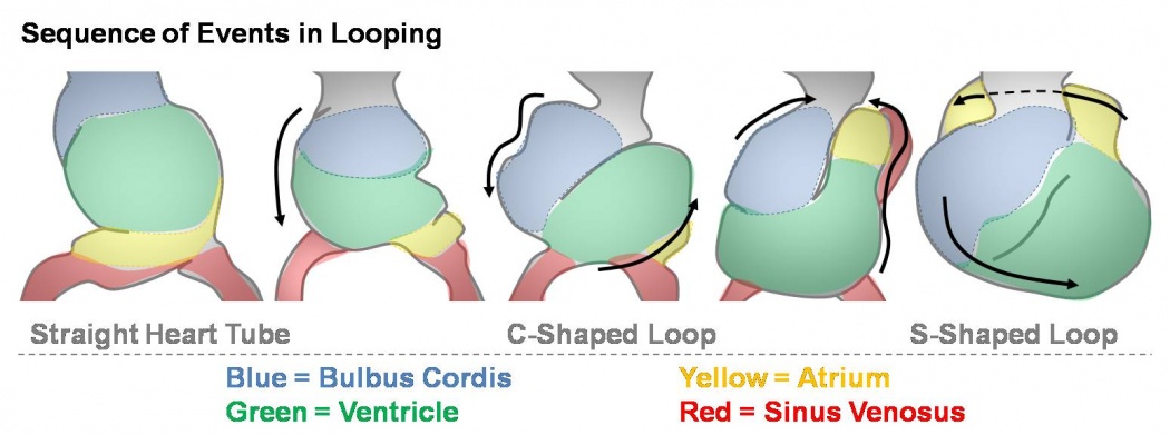 Embryology of the heart | CtsQena
