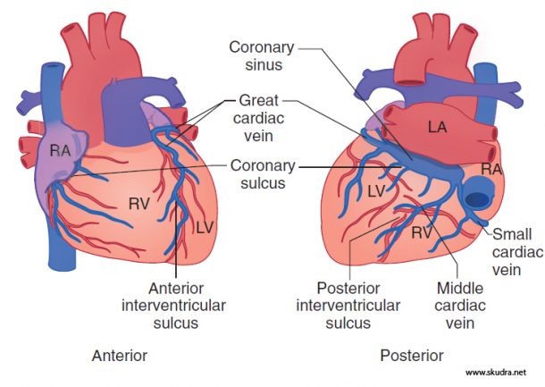 Venous Drainage of the Heart | CtsQena