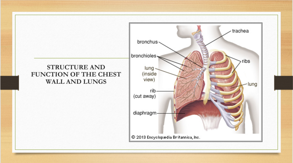 Thoracic Surgery; Anatomy, for Physical Therapy Students PPT - CtsQena